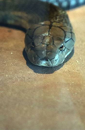 Snake farm in Phuket - tour of the show 2025